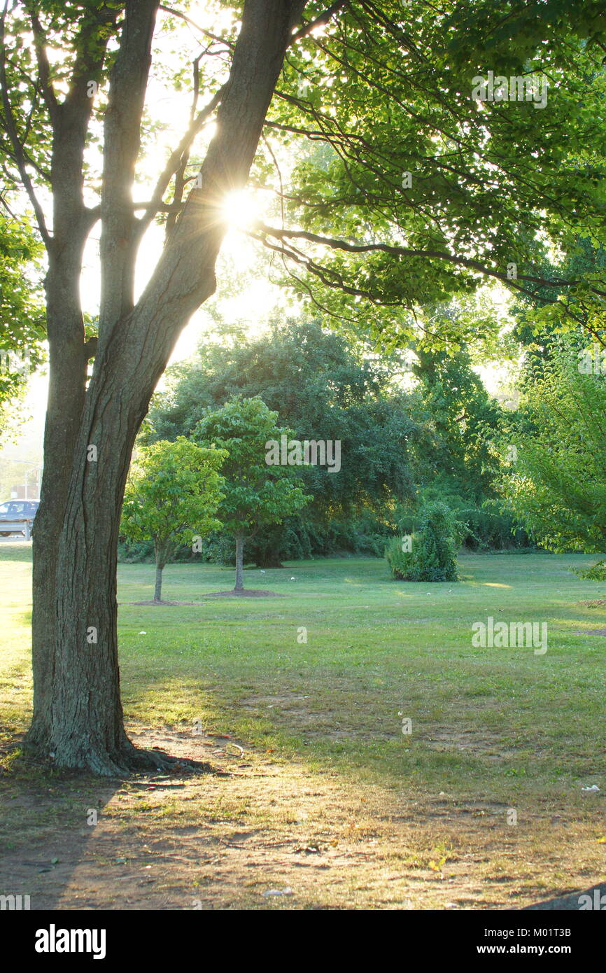Sun and Trees Stock Photo - Alamy