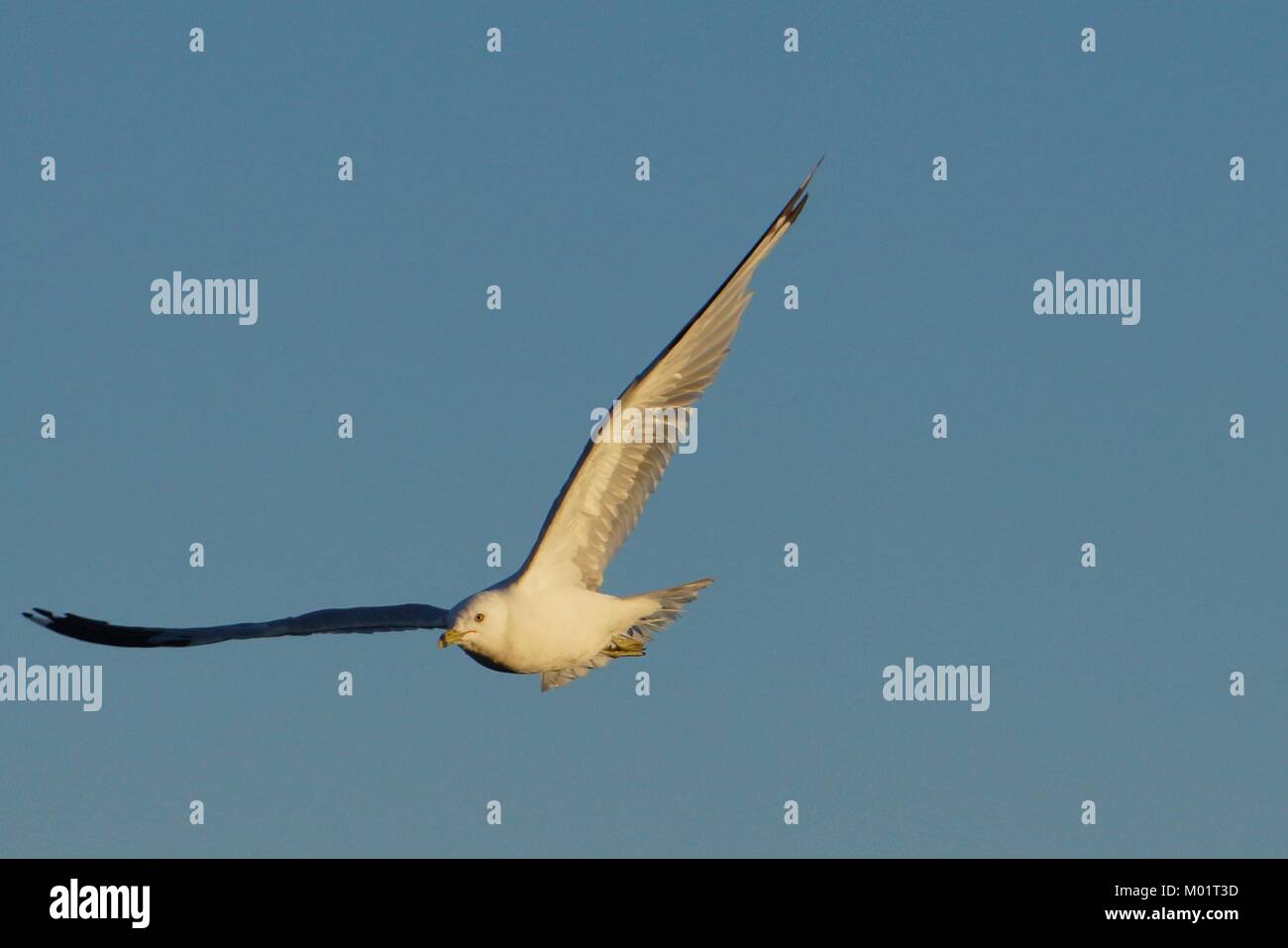 Ct shoreline hi-res stock photography and images - Alamy