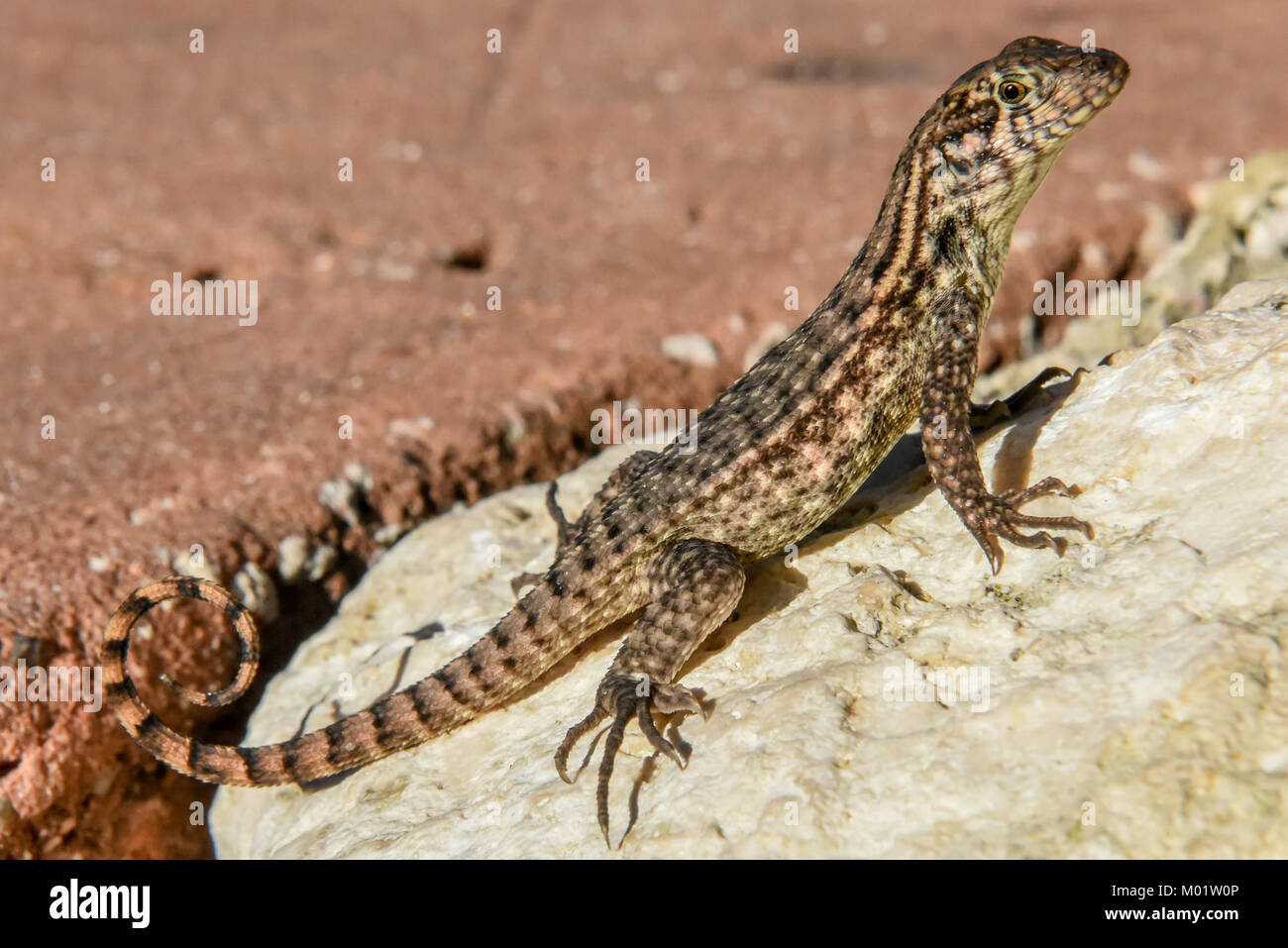 A lizard basks in the warm sun on the Caribbean / Bahamian Islands ...