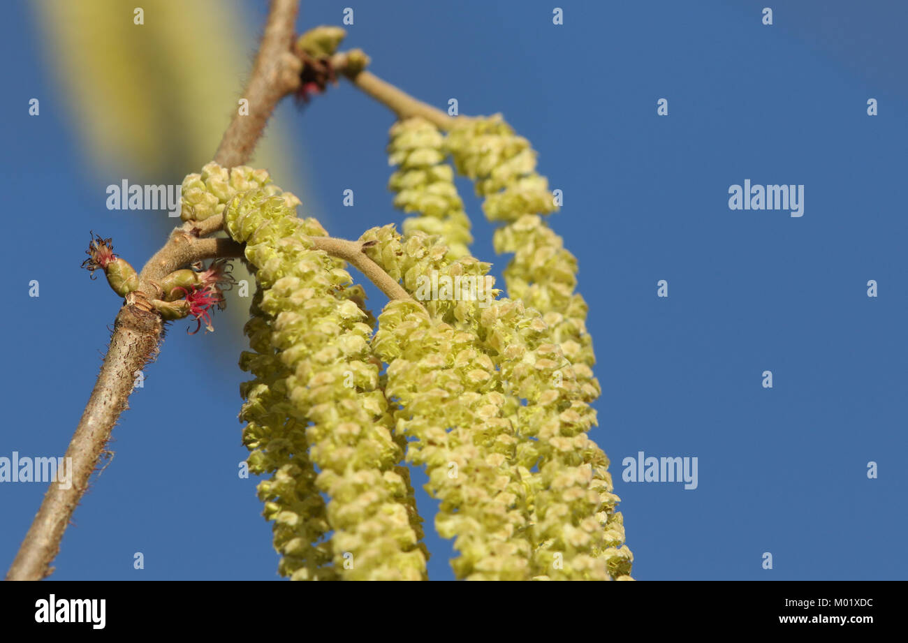 Hazelnut young buds hi-res stock photography and images - Alamy