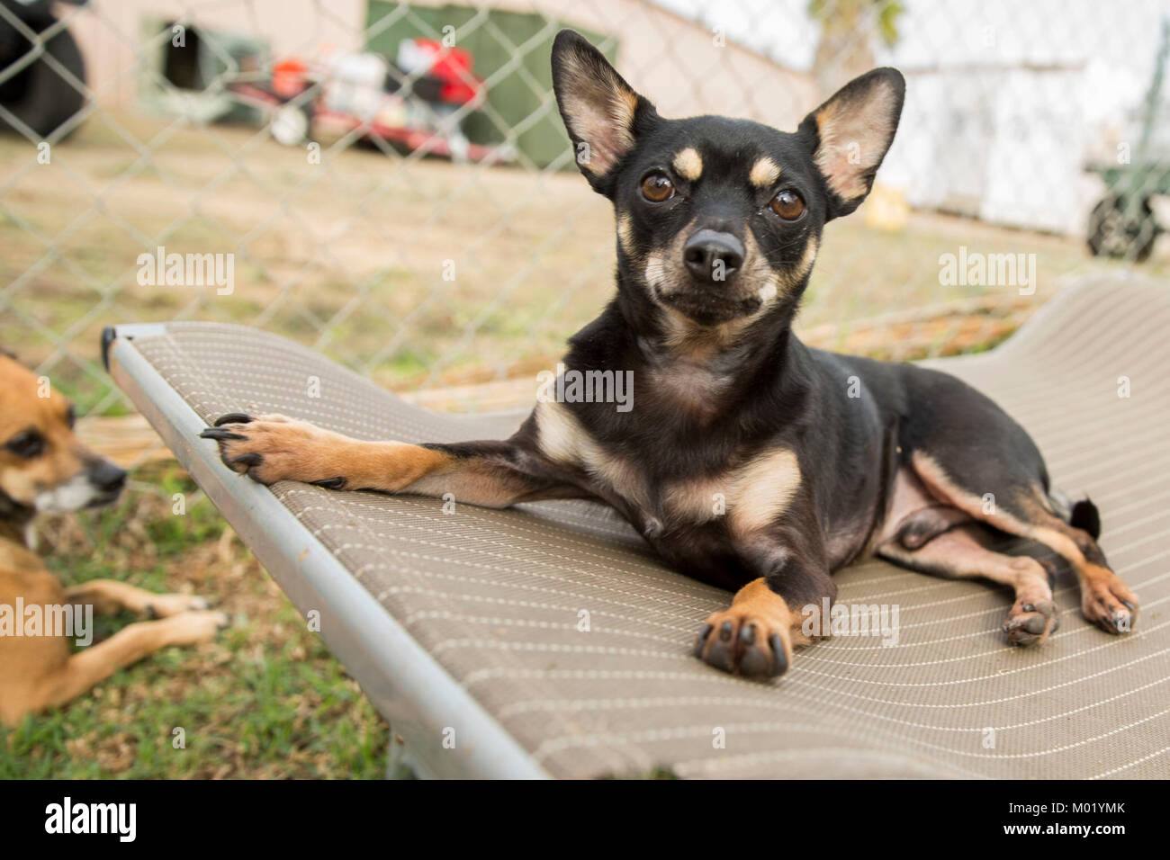 Mijo is two to three years-old, coming from a good family he is trained ...