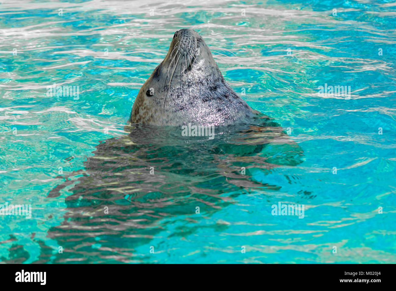 Seal animal appearance hi-res stock photography and images - Alamy