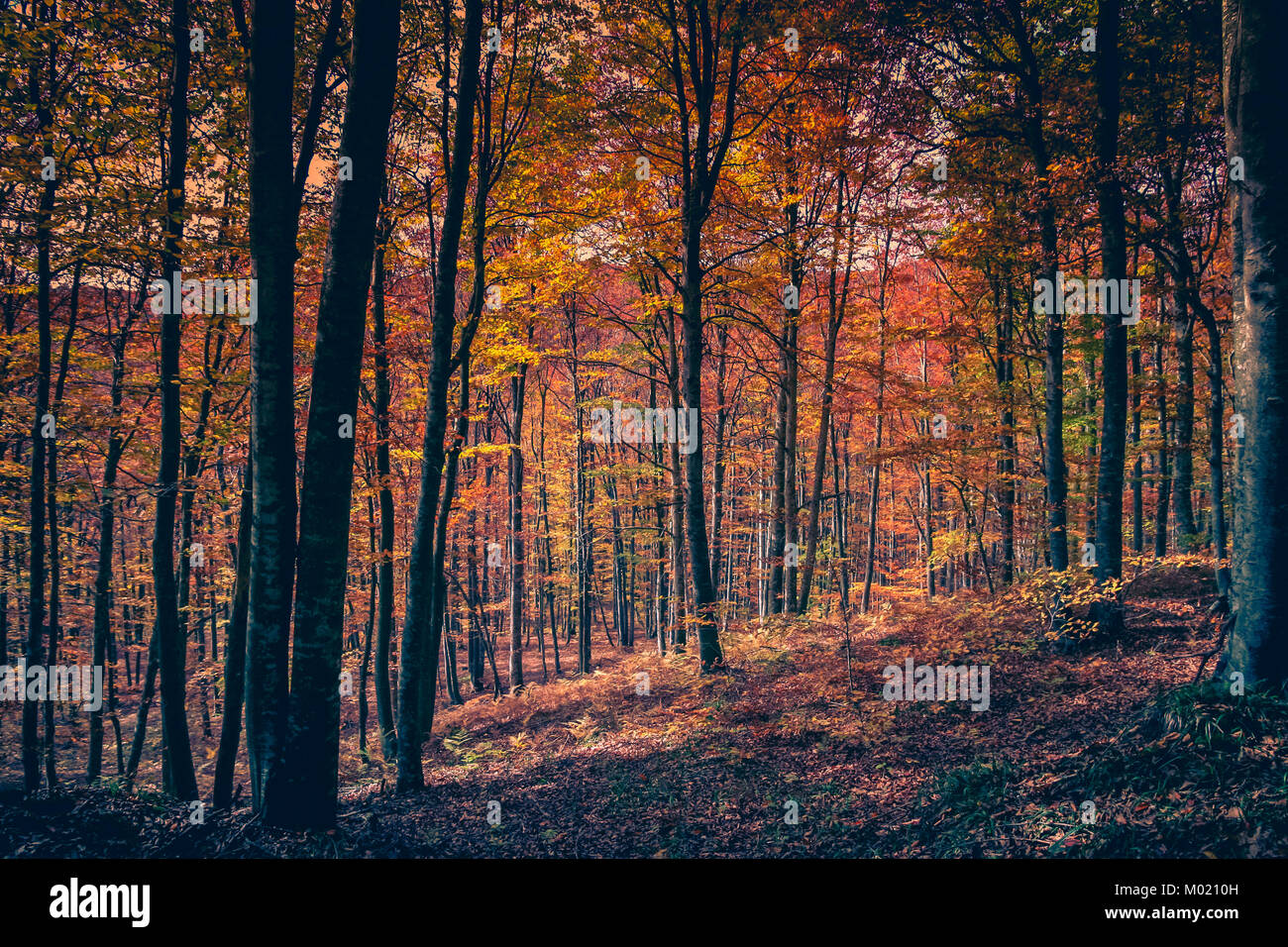 Beautiful forest photographed in autumn in Turkey Stock Photo - Alamy