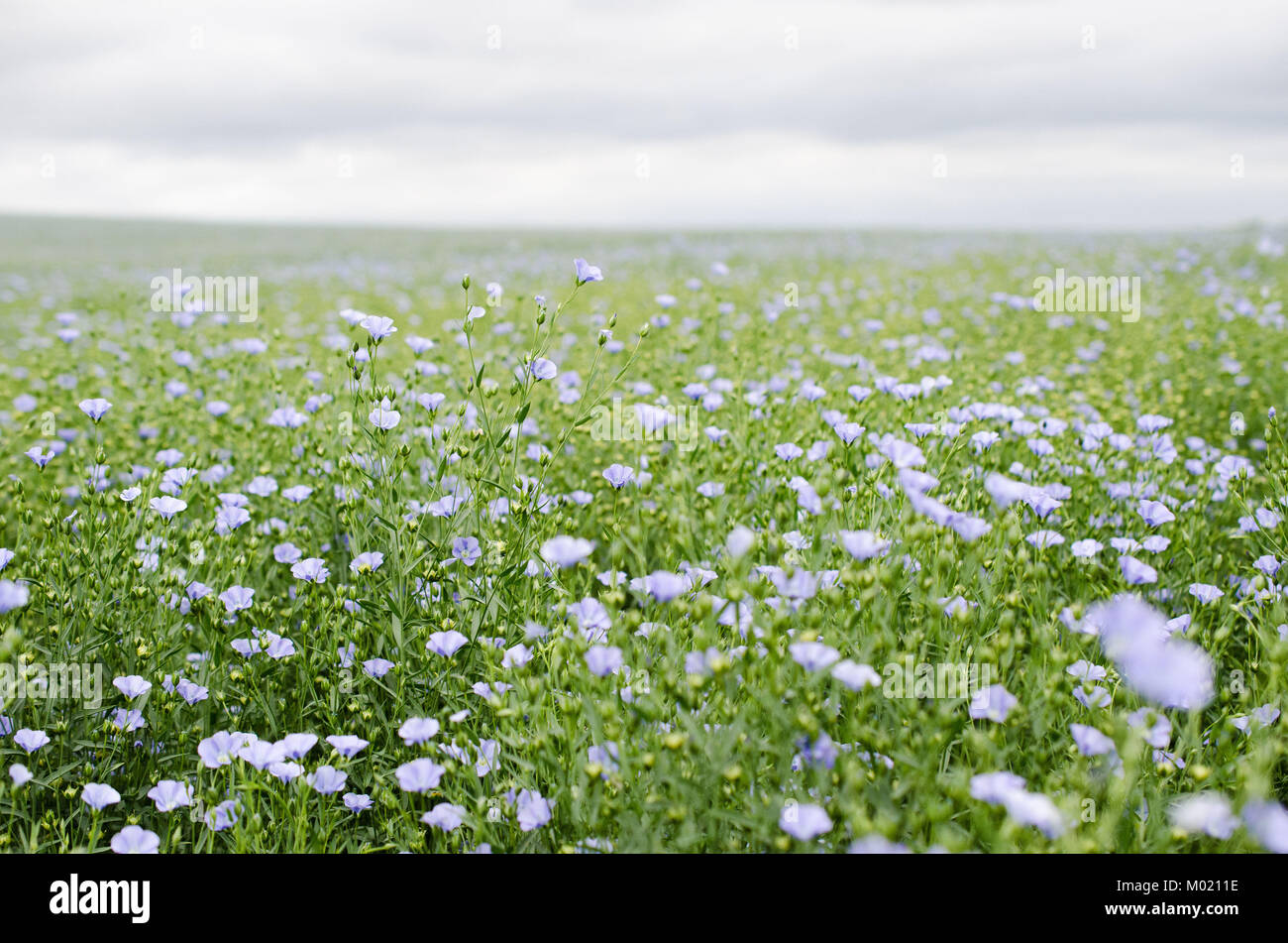 Linseed flowers hi-res stock photography and images - Alamy