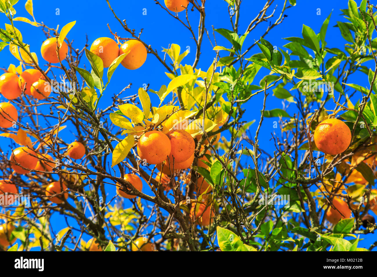 Orange tree with ripe fruits against the sky, Tunisia, North Africa ...