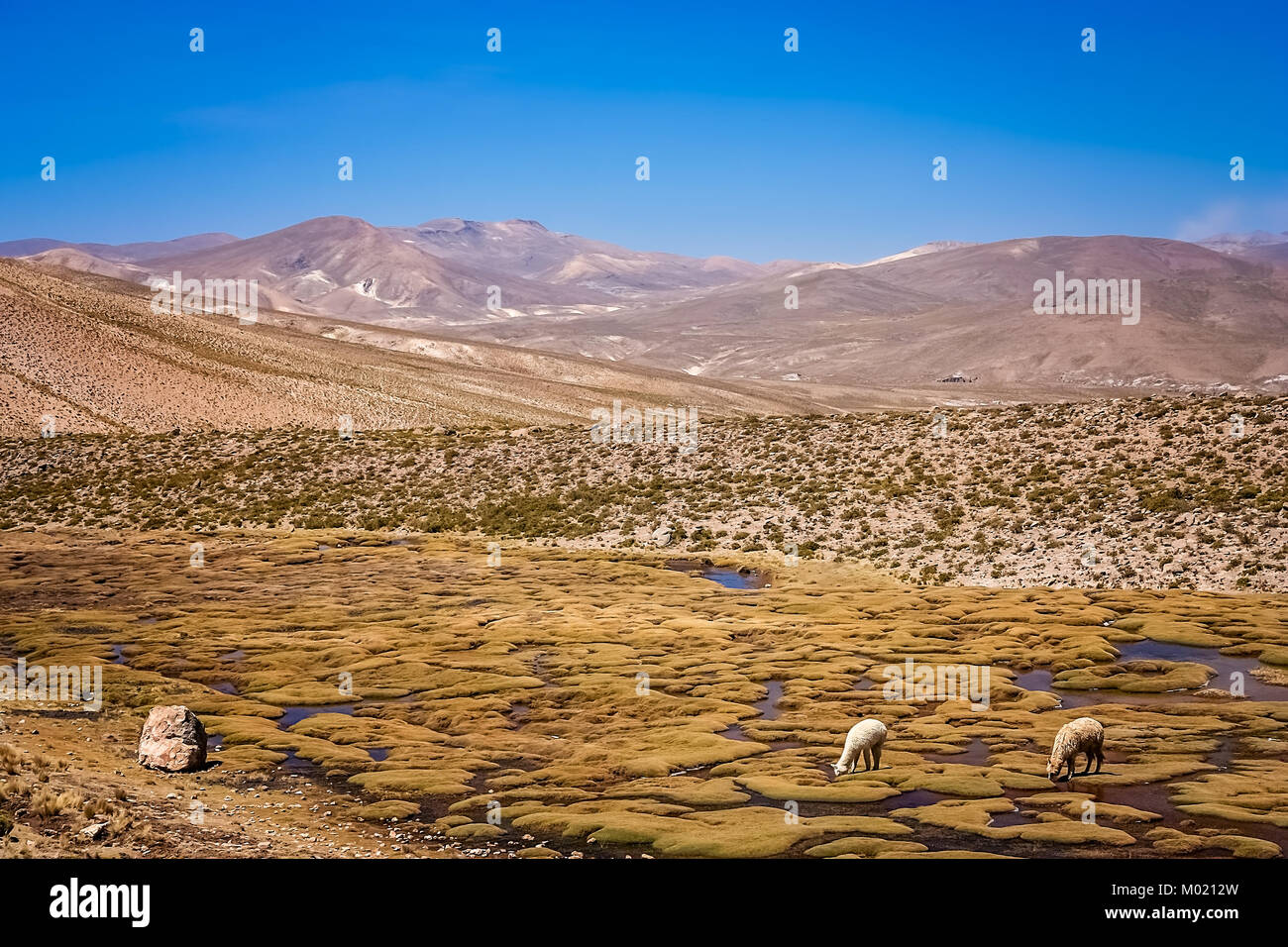Sheeps grazing among the landscape of the high peruvian plateau, Peru ...
