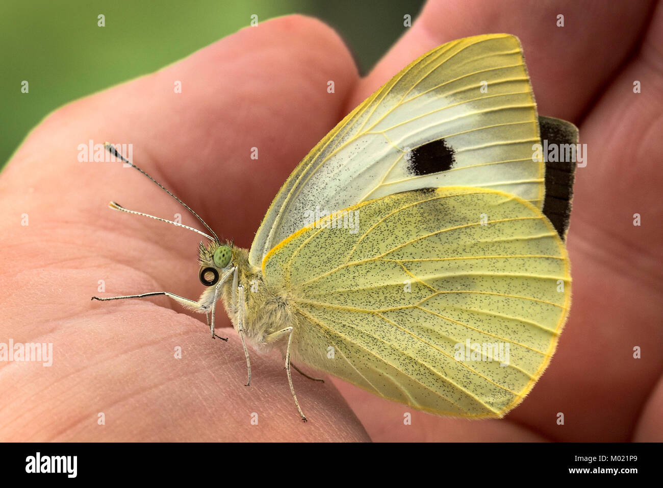 Cabbage White Butterfly