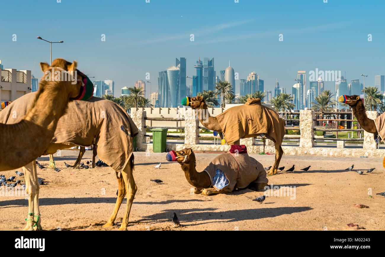 Camel market at Souq Waqif in Doha, Qatar Stock Photo - Alamy