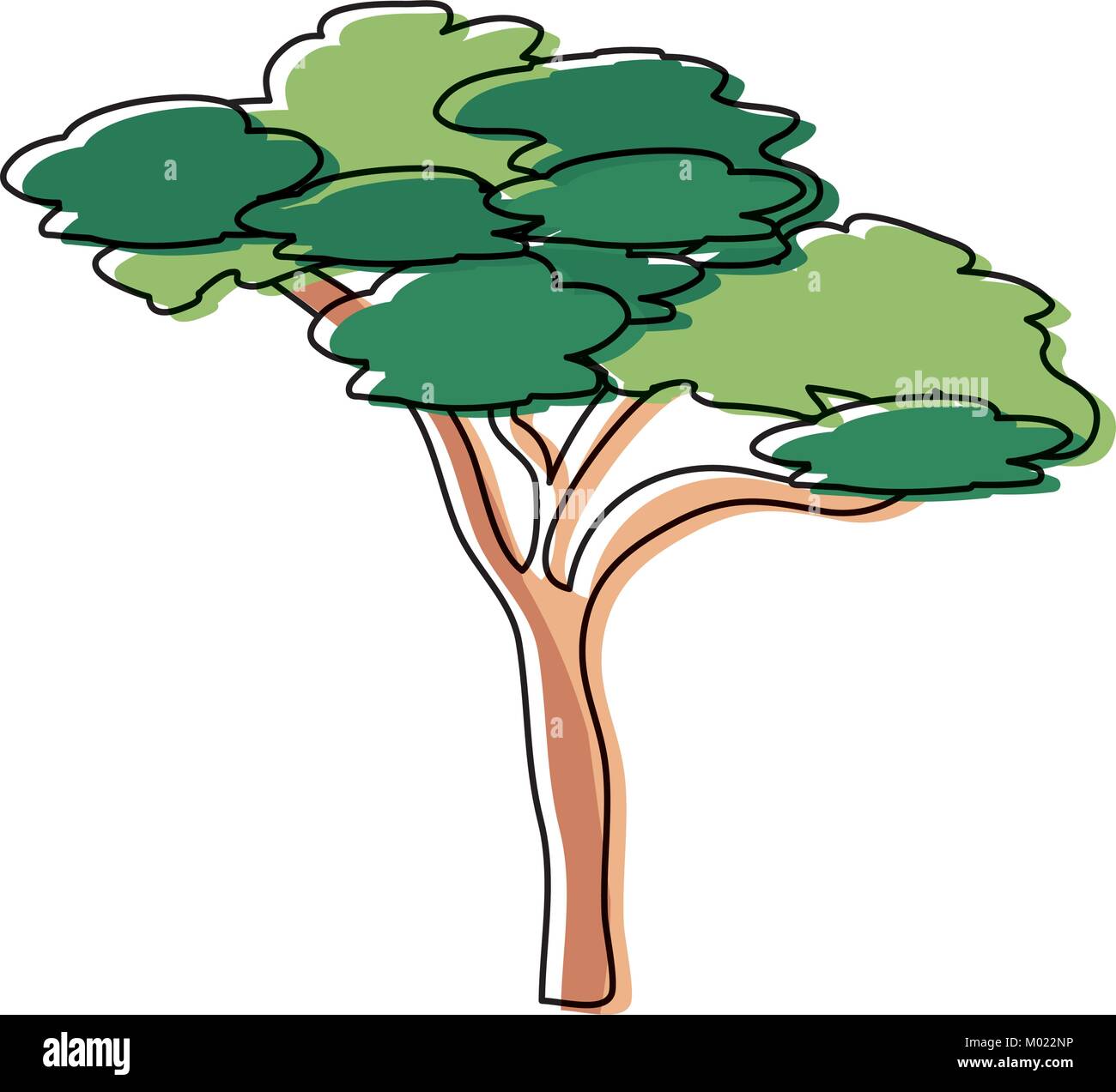 Umbrella pine tree Stock Vector Image & Art - Alamy