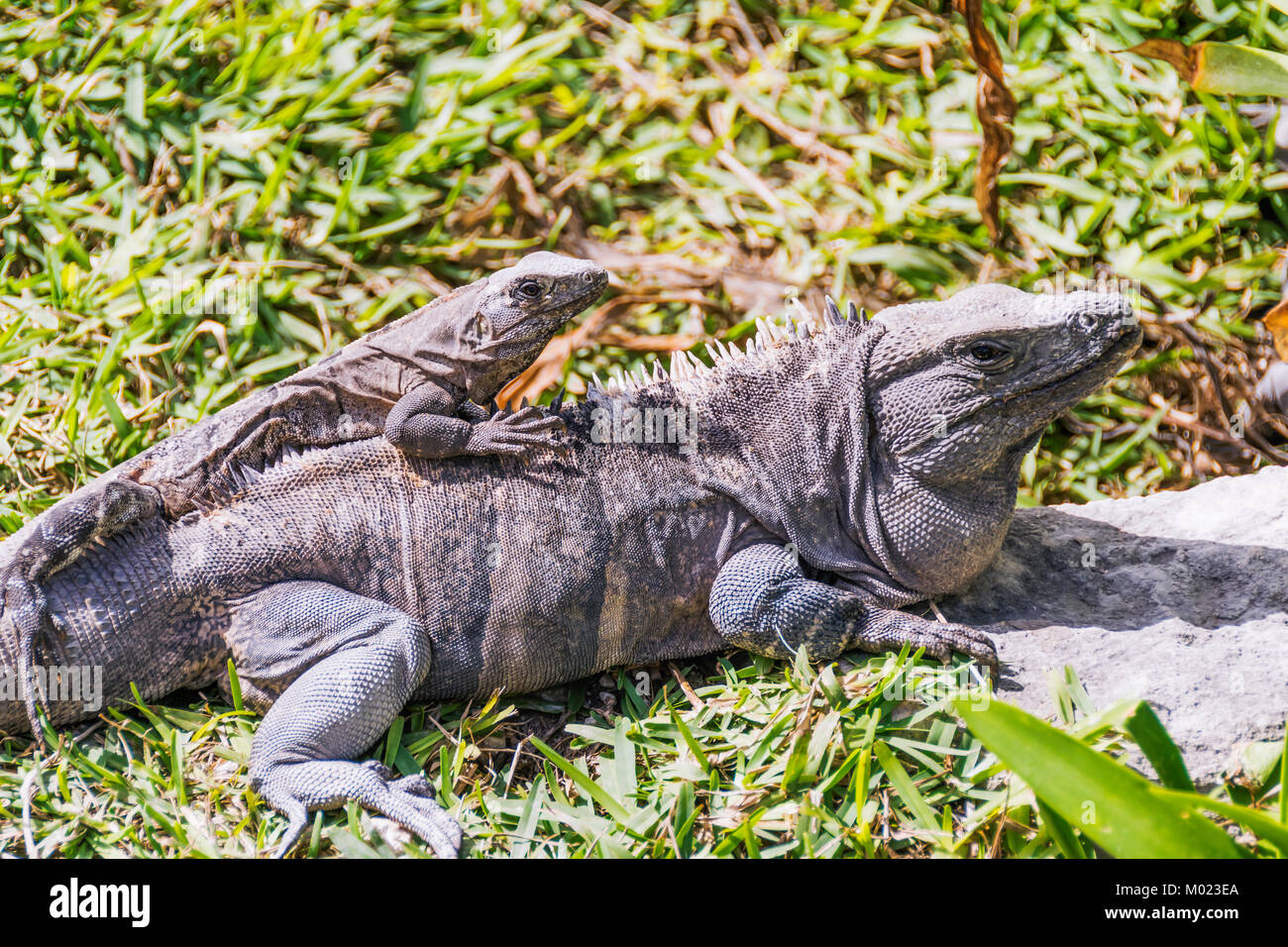 Iguana mayan riviera hi-res stock photography and images - Alamy