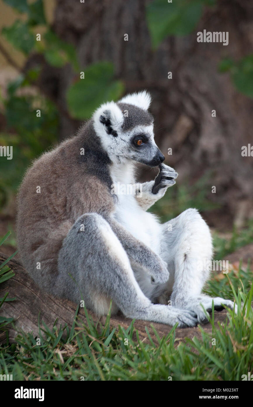 Ring-tailed lemur (Lemur catta) sitting on ground in zoo Stock Photo ...