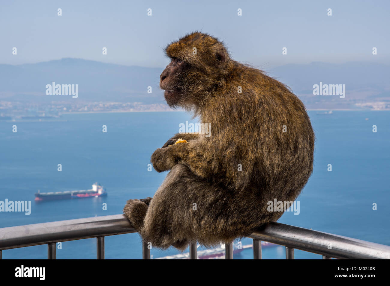 GIBRALTAR / GREAT BRITAIN - OCTOBER 09 2017: MONKEYS ON TOP OF THE ROCK ...