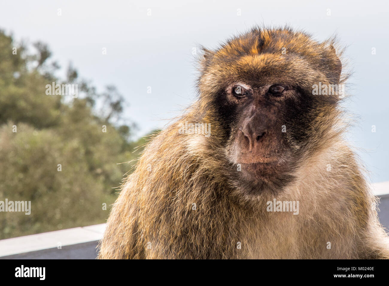 GIBRALTAR / GREAT BRITAIN - OCTOBER 09 2017: MONKEYS ON TOP OF THE ROCK ...