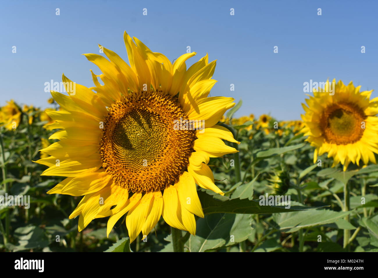 Big bright happy sunflower hi-res stock photography and images - Alamy