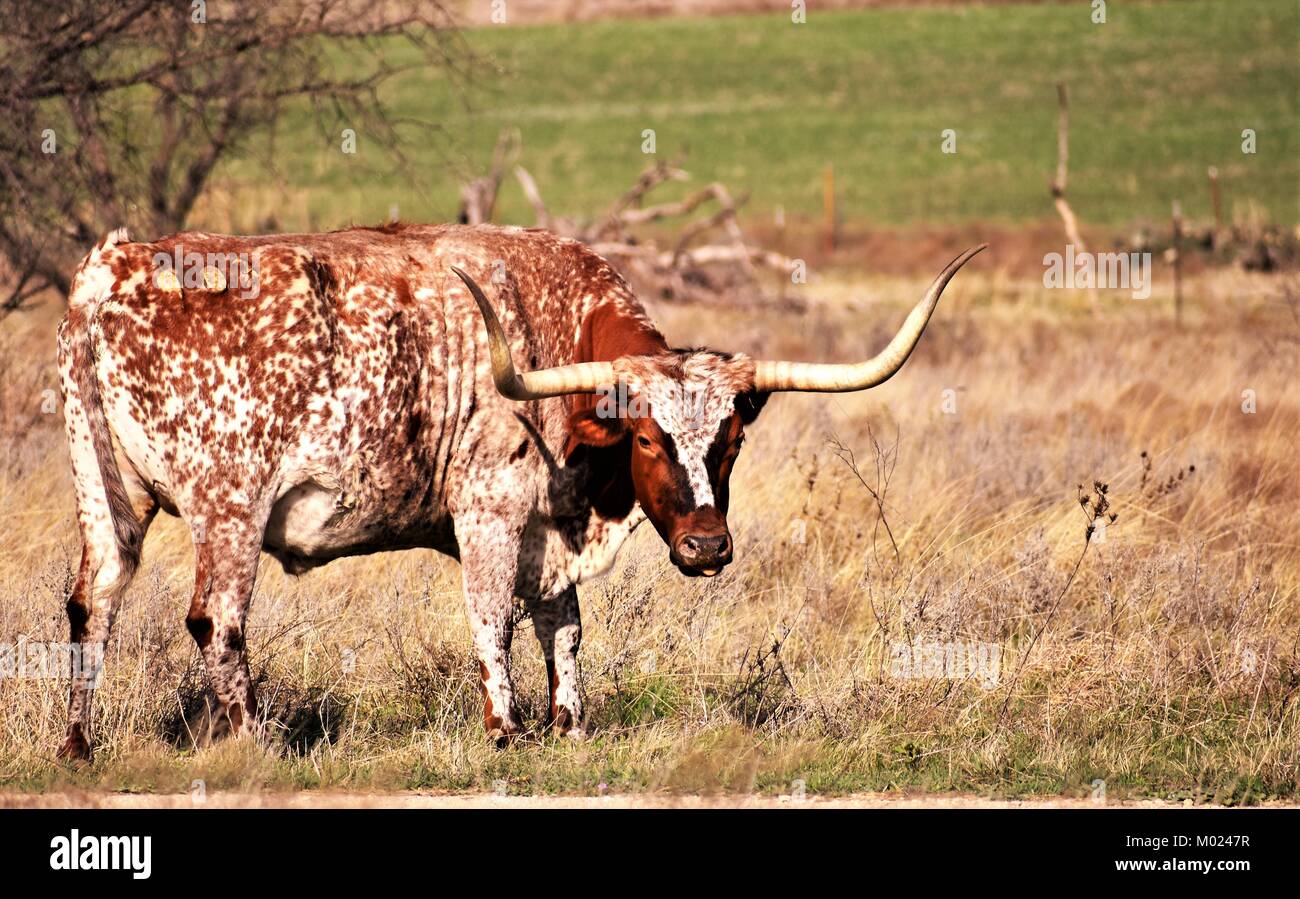 Spotted cow cows hi-res stock photography and images - Alamy