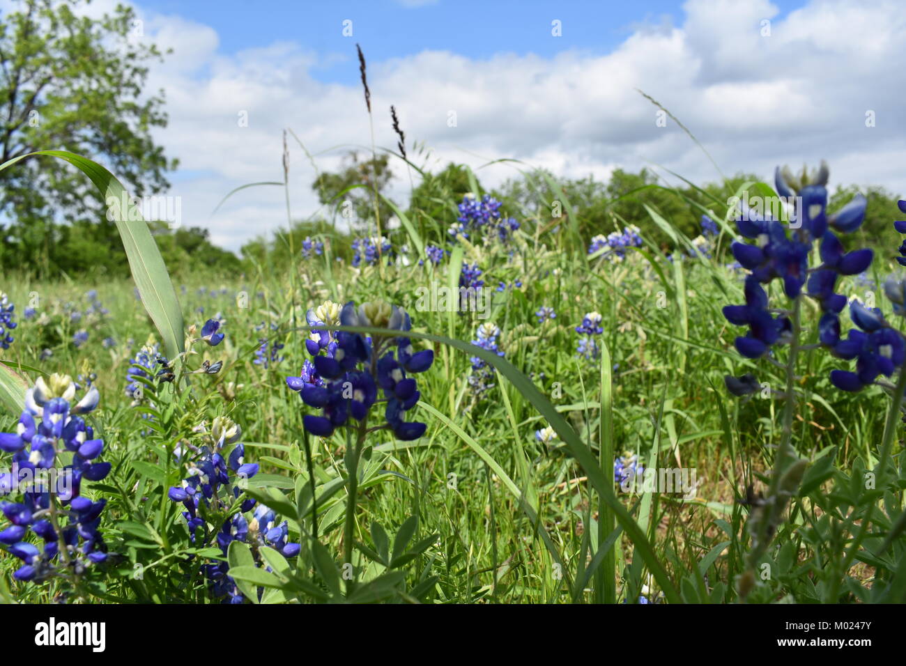 Landscape of blue bonnets hi-res stock photography and images - Alamy