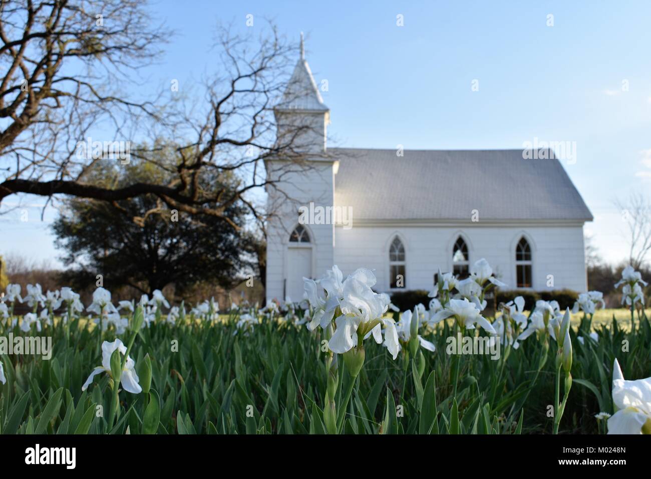 White Lilly's with a white church Stock Photo - Alamy