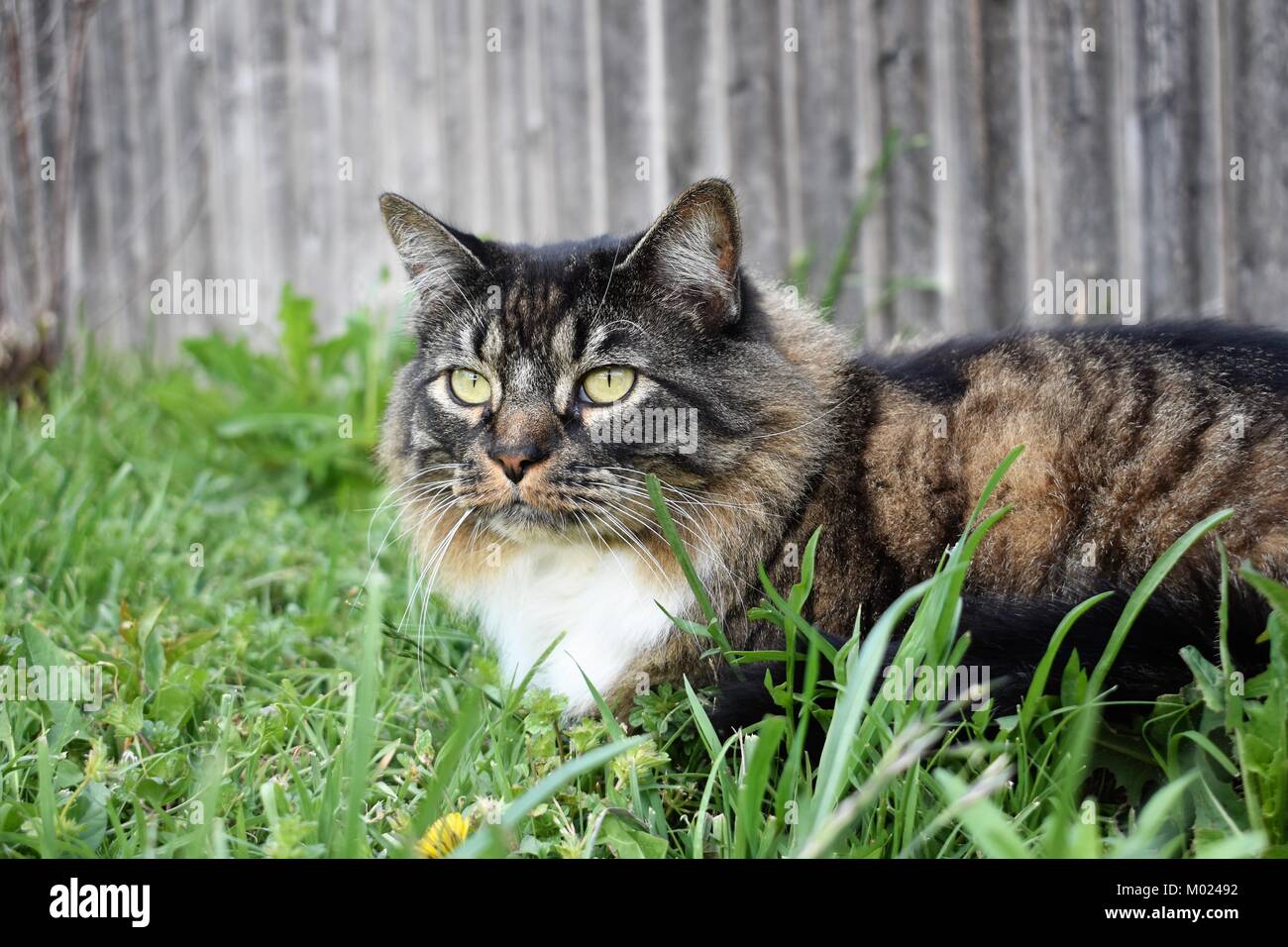 big cat in the grass Stock Photo - Alamy