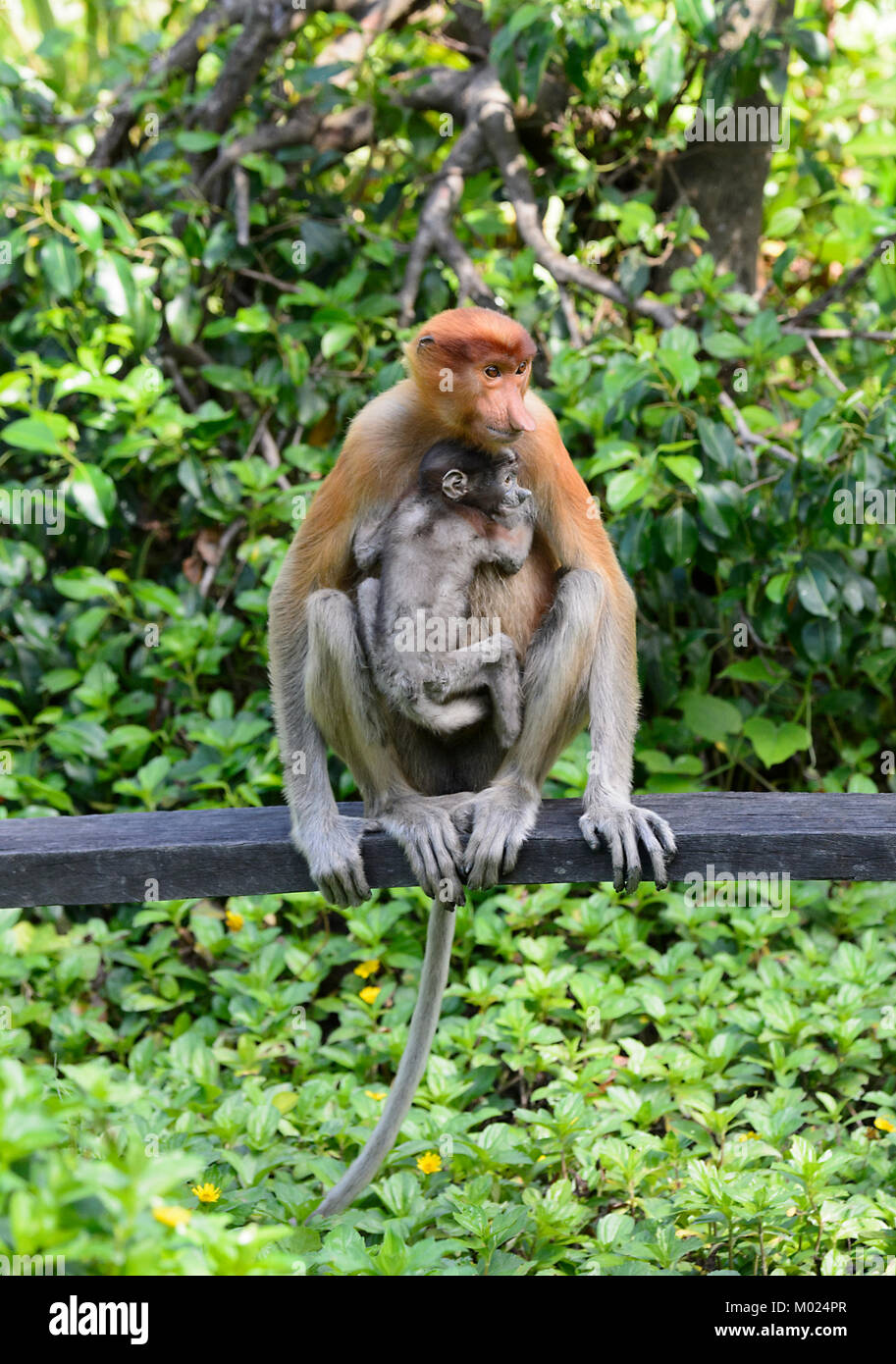 Mother and BAby Proboscis Monkey (Nasalis larvatus), Proboscis Monkey ...