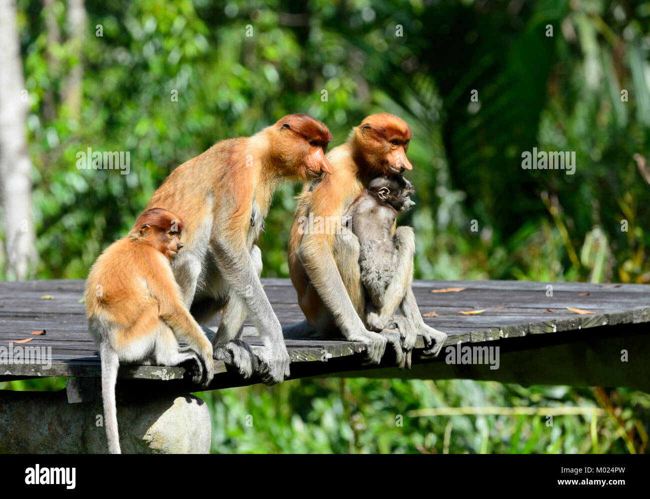 Two female Proboscis Monkeys with their babies (Nasalis larvatus ...