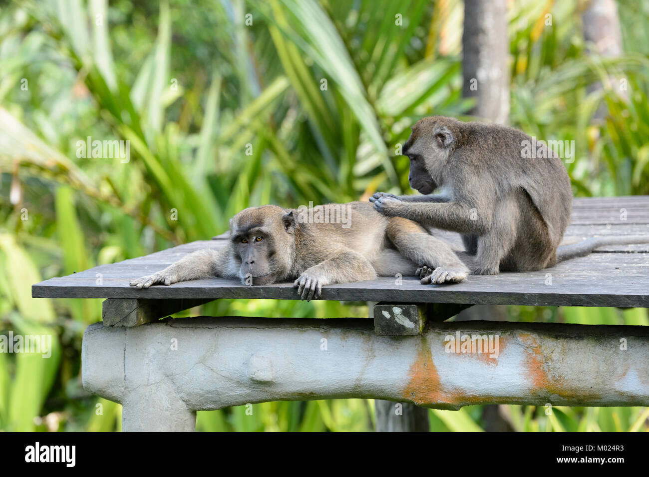 A pair of Long-tailed Macaques (Macaca fascicularis) grooming, Labuk ...