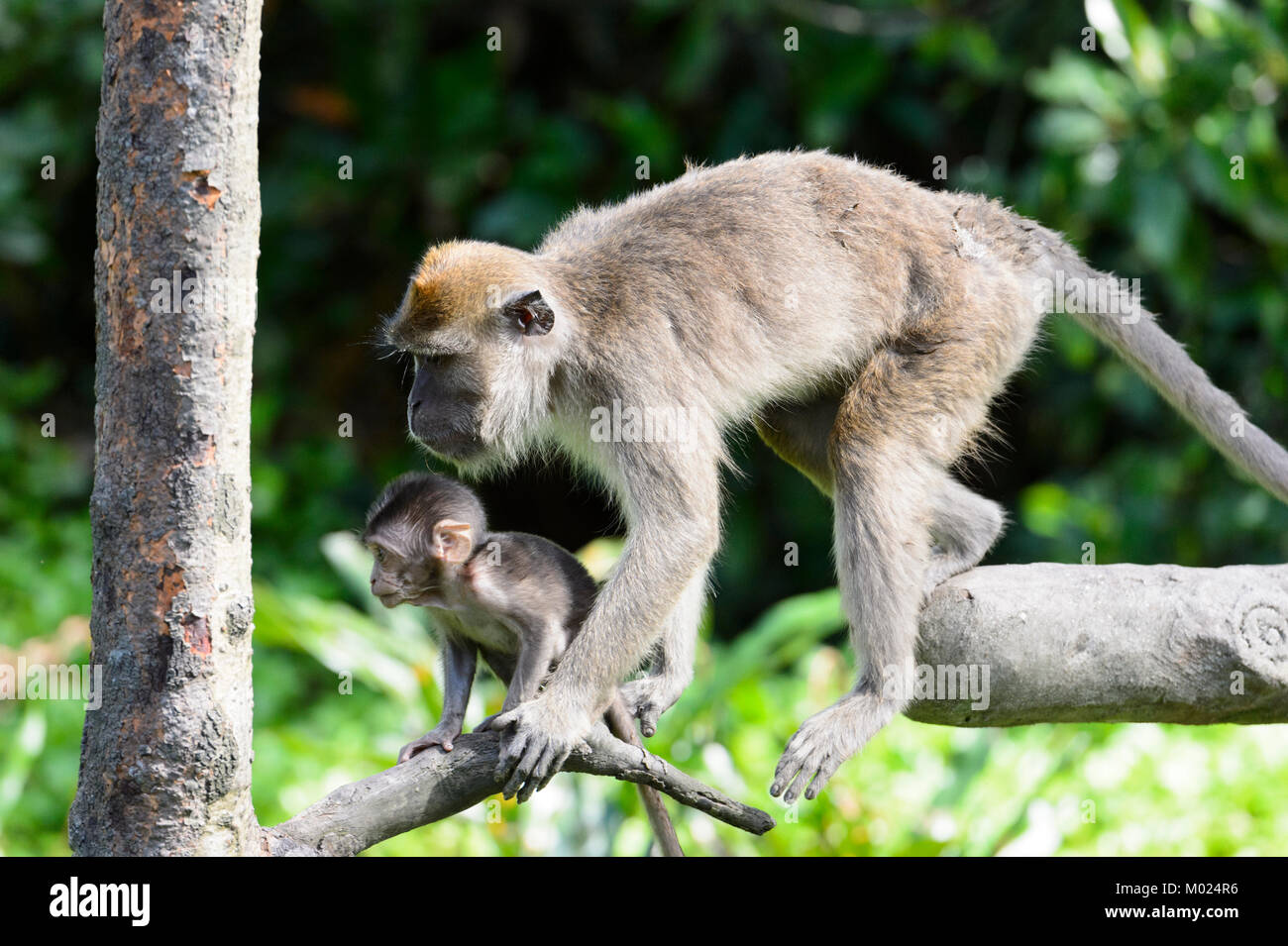 Long tailed macaques hi-res stock photography and images - Alamy