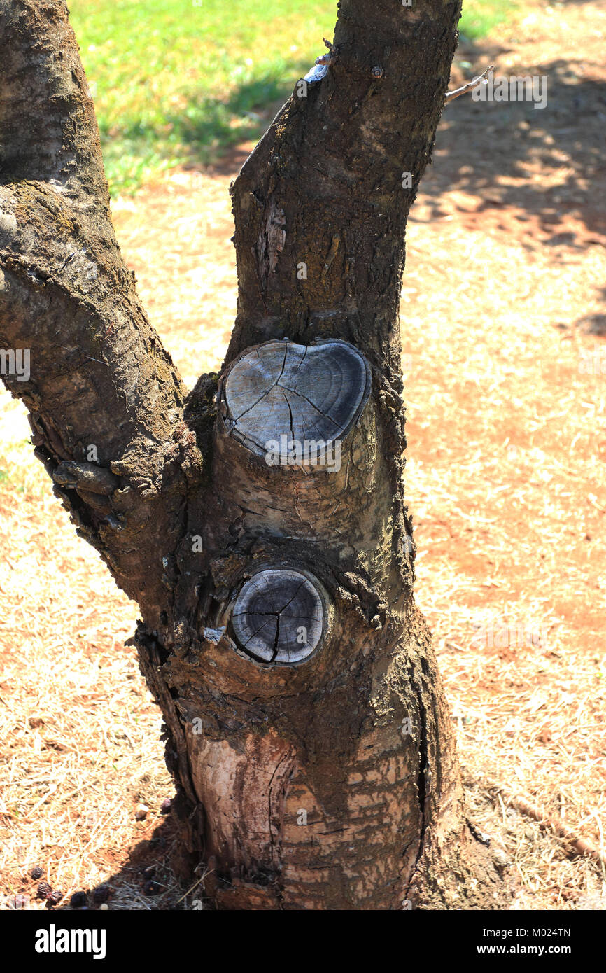 Tree Wound High Resolution Stock Photography and Images - Alamy