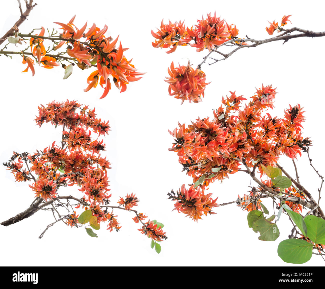 Butea monosperma is a species of Butea native to tropical and sub ...