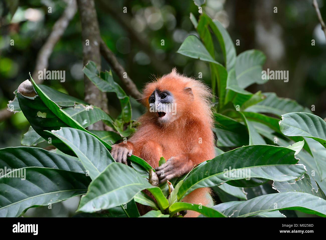 Red leaf monkeys hi-res stock photography and images - Alamy