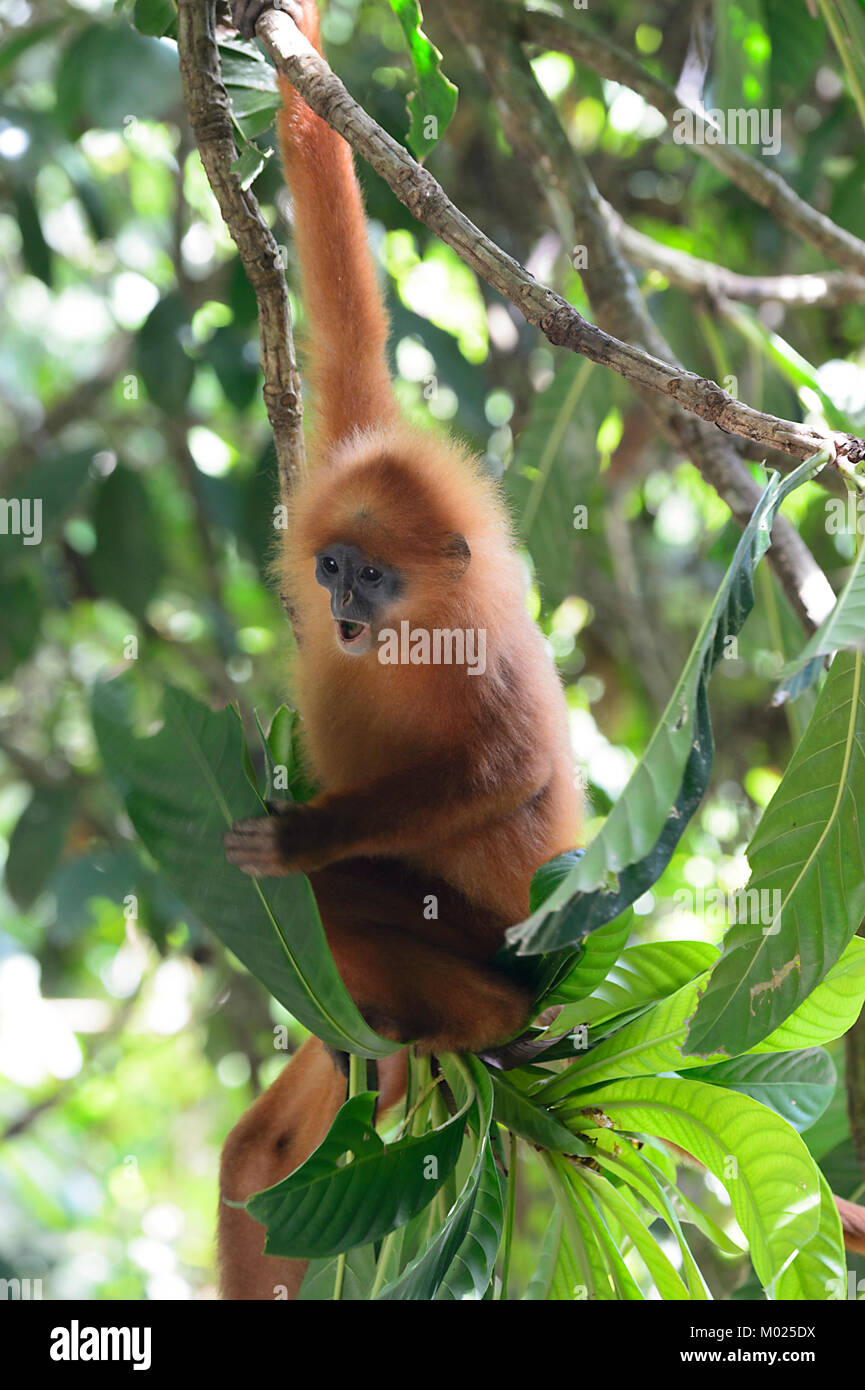 Red Leaf Monkey (Presbytis rubicunda), Danum Valley, Borneo, Sabah ...