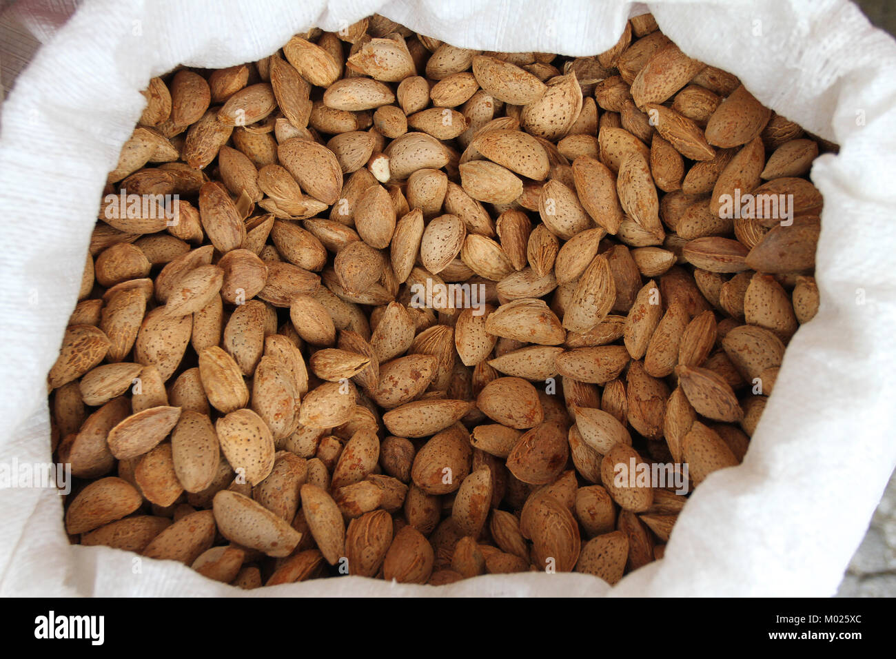 Almonds. Raw almonds with shells. Raw fresh organic almond nuts. Almond ...