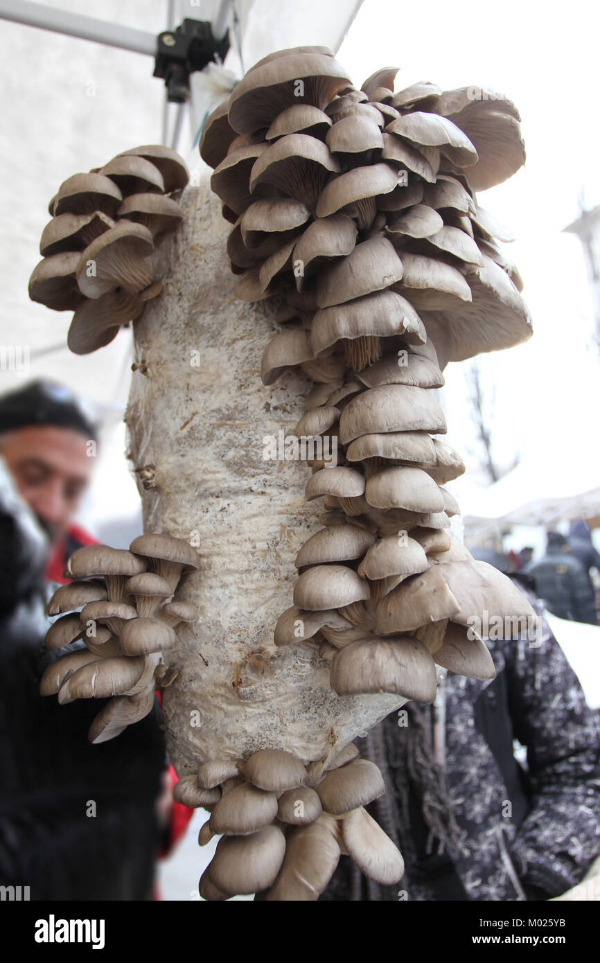 Oyster mushrooms. Pleurotus ostreatus. Oyster mushroom is a common edible mushroom. Mushrooms ...