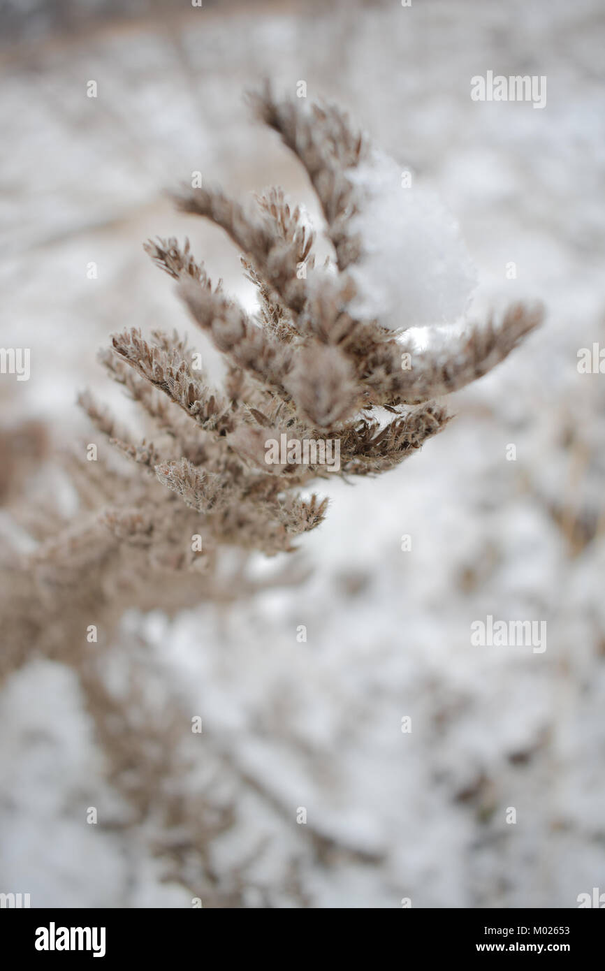 Abstract flower hi-res stock photography and images - Alamy
