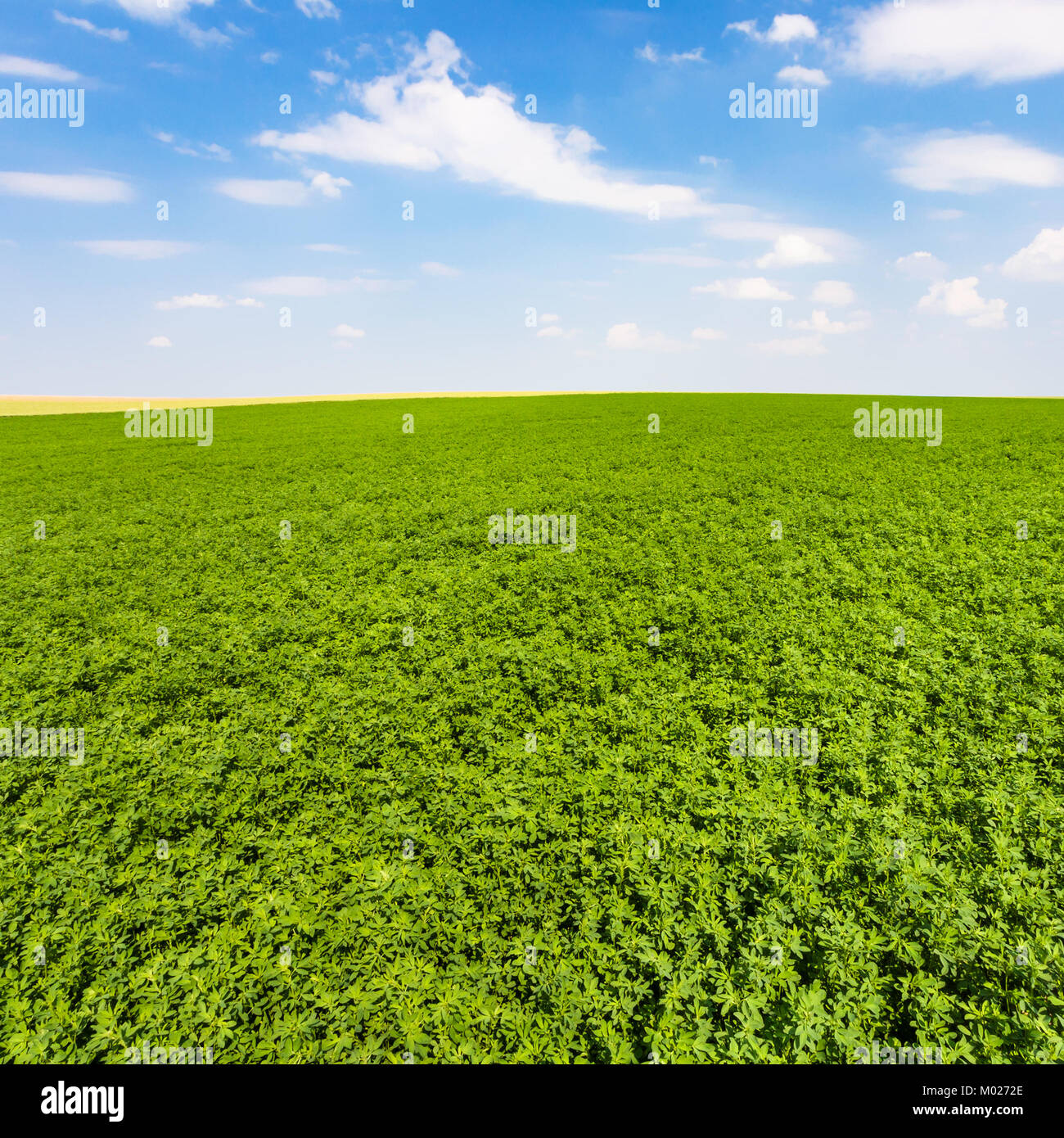 country landscape - green lucerne field under blue sky with white ...