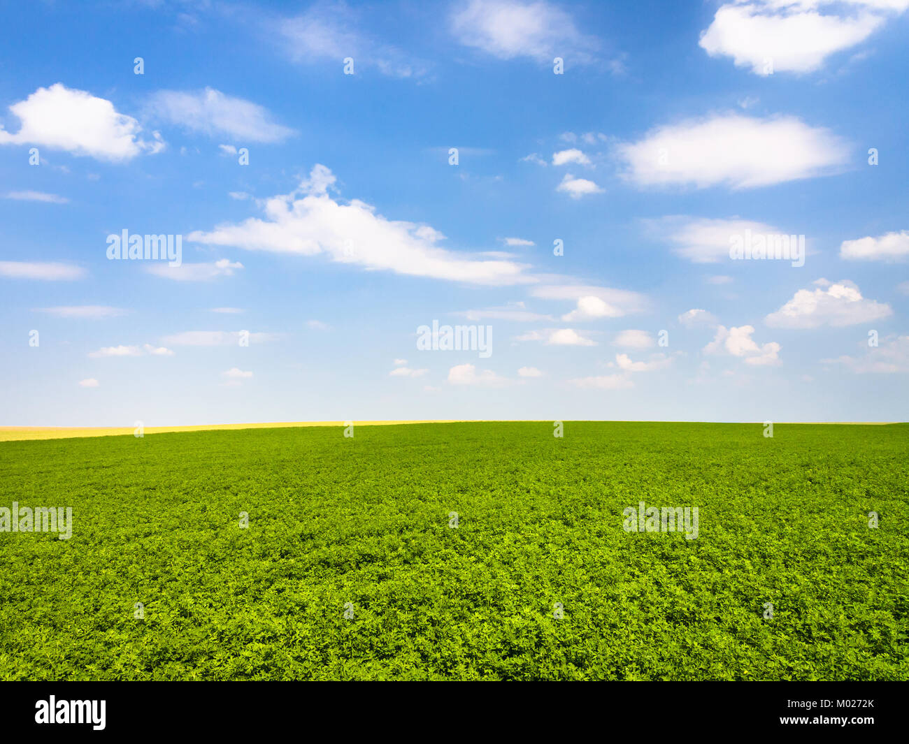country landscape - blue sky with white clouds over green lucerne field ...