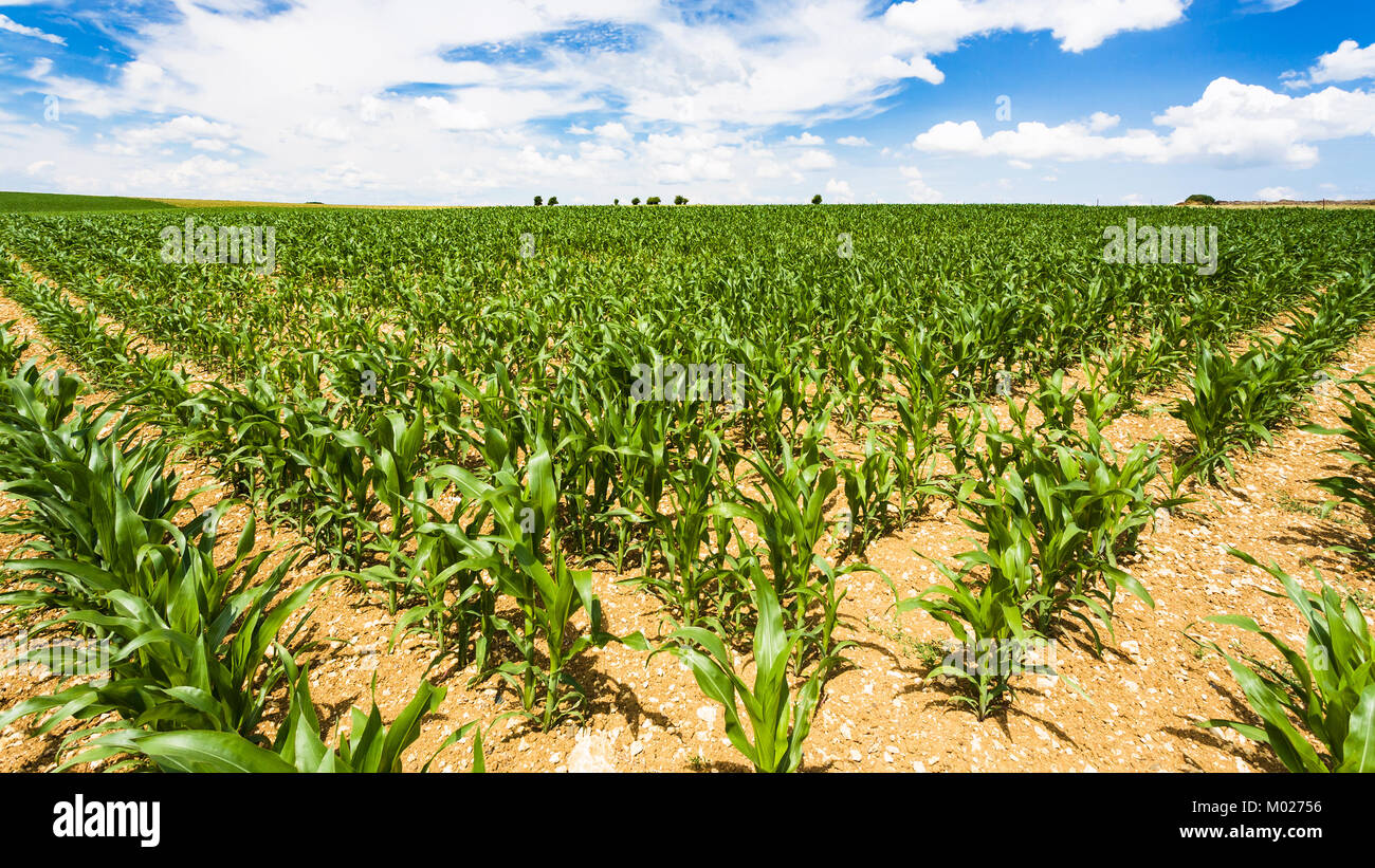 Green grain field in france hi-res stock photography and images - Alamy