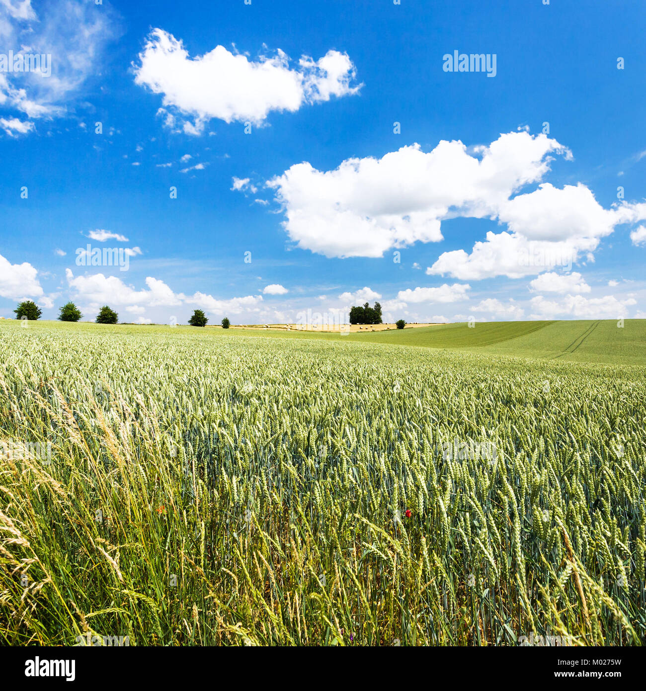 field with green spica under blue sky Stock Photo - Alamy