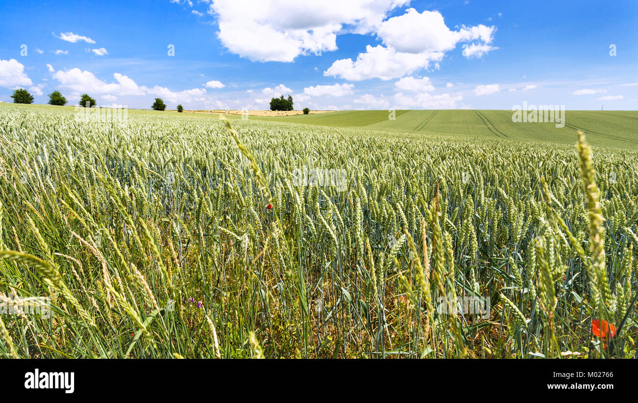 Landscape field edge ears hi-res stock photography and images - Alamy