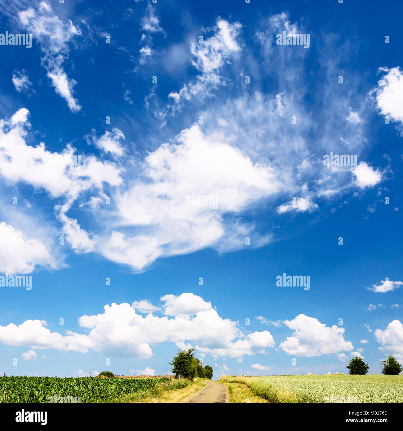 country landscape - blue sky with white clouds over cereal fields in ...