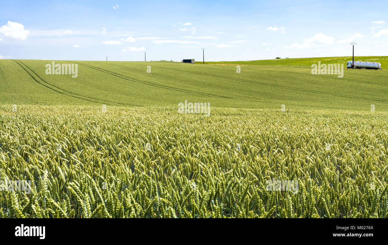 field with green spica under blue sky Stock Photo - Alamy