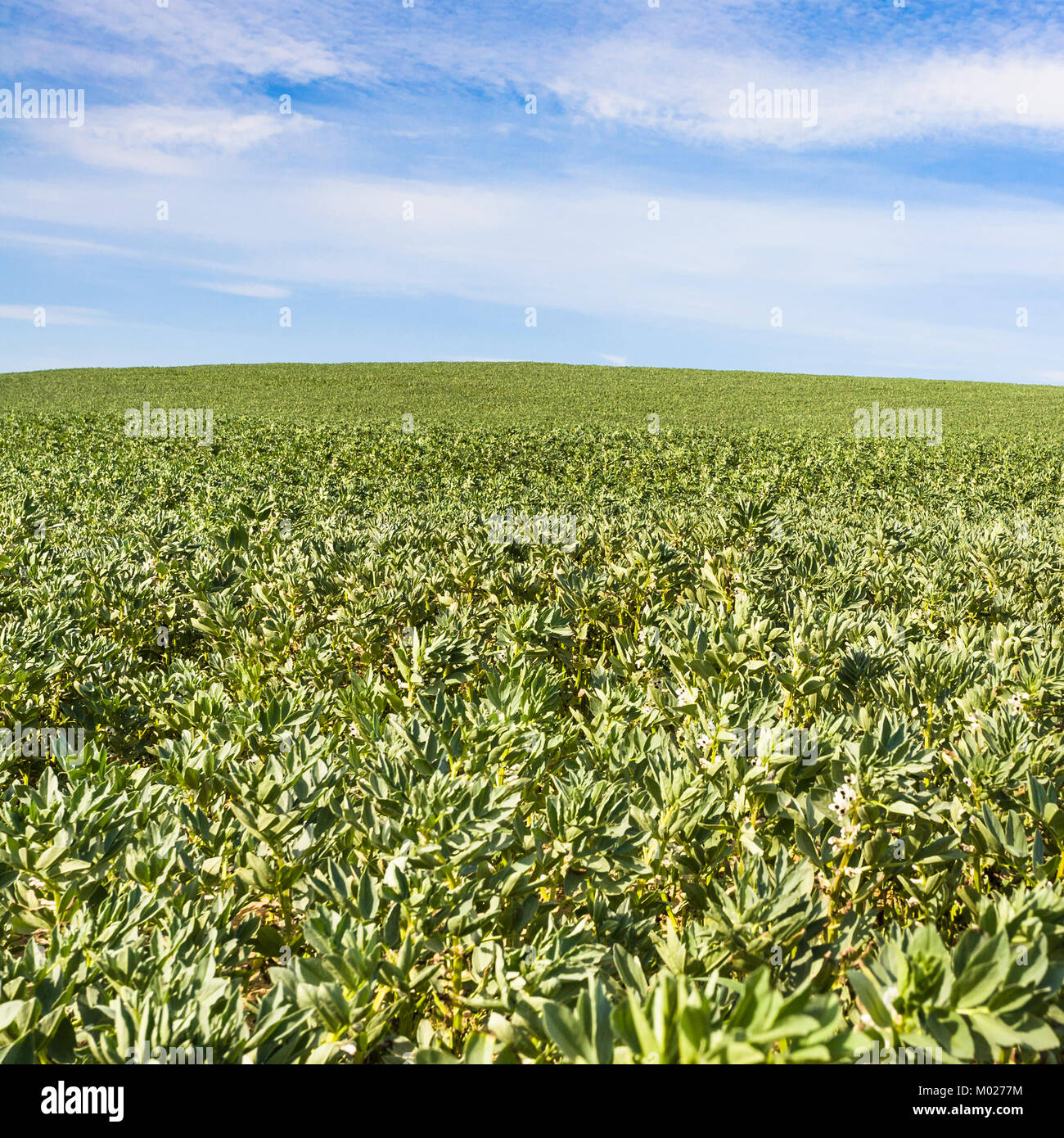 country landscape - vicia faba (bean) field in Pas-de-Calais region of ...
