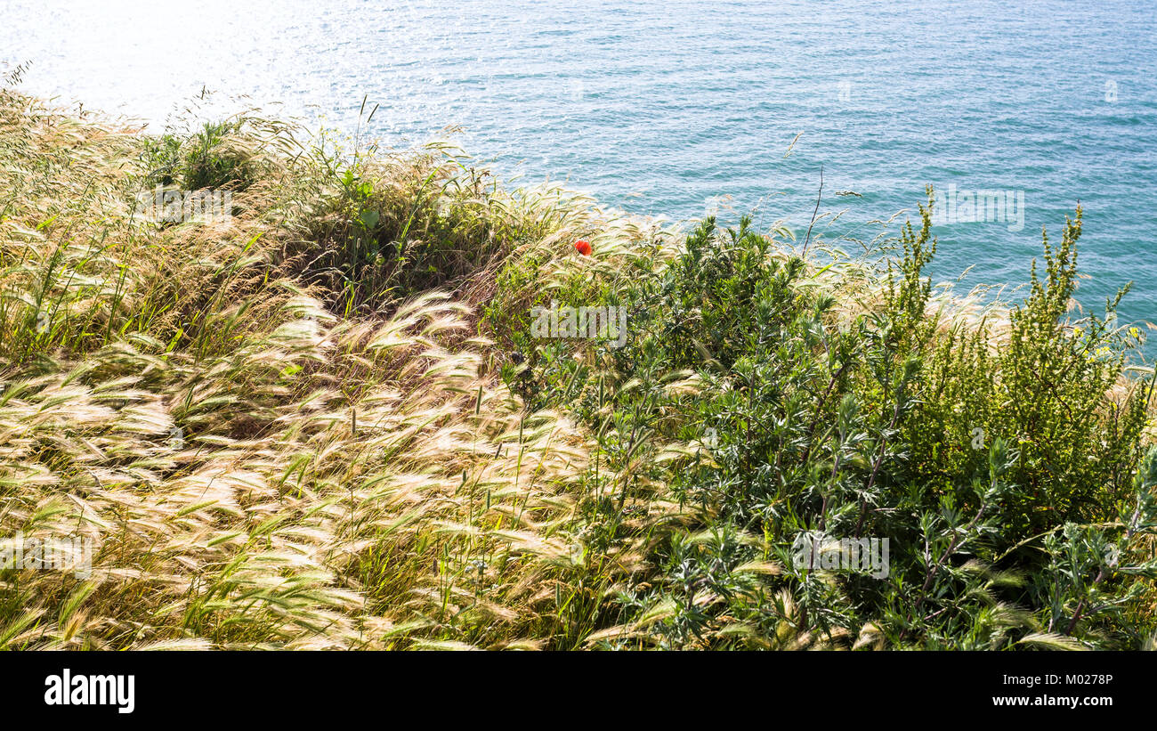 travel to France - grasses on edge of Cap Gris-Nez of English channel ...