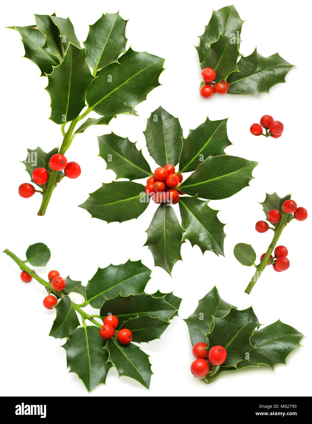 American holly plant hi-res stock photography and images - Alamy