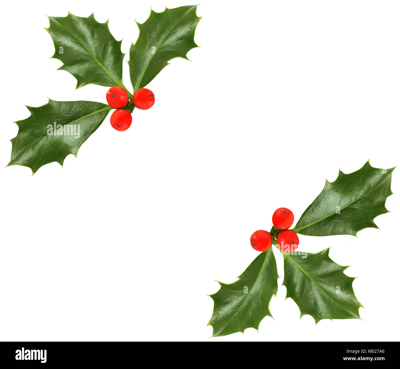 Christmas holly isolated - design element Stock Photo - Alamy
