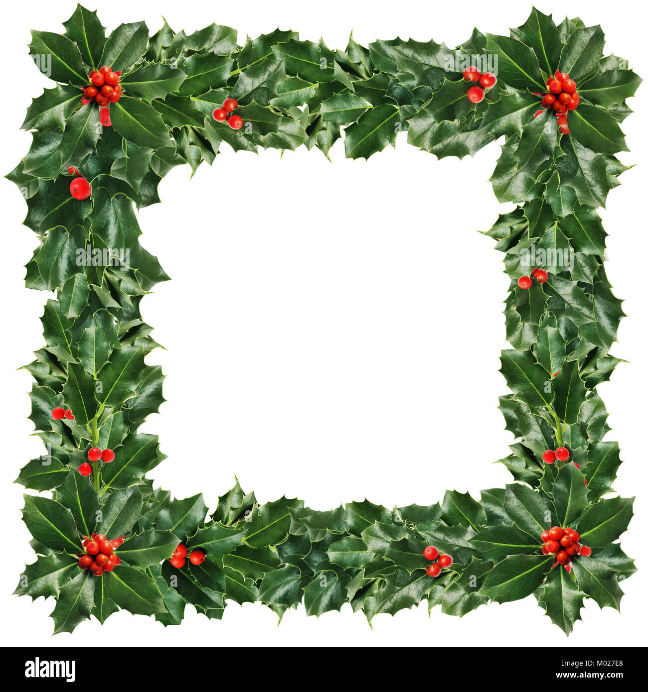 Christmas Border of Green Holly Leaves and Berries Isolated on White ...