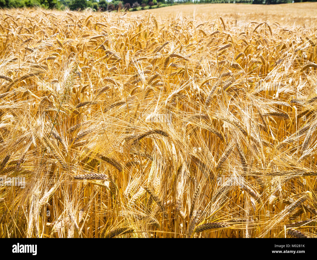 Brittany country hi-res stock photography and images - Alamy