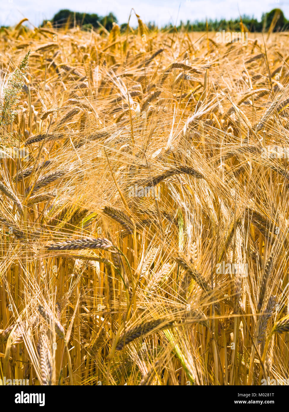 Brittany country hi-res stock photography and images - Alamy