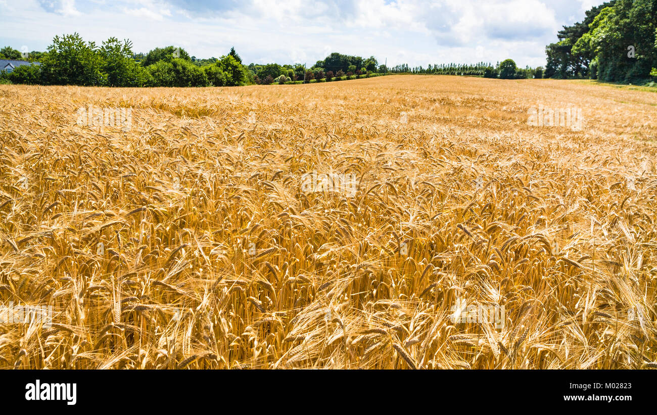 country landscape - yellow field of ripe rye in Cotes-d'Armor ...