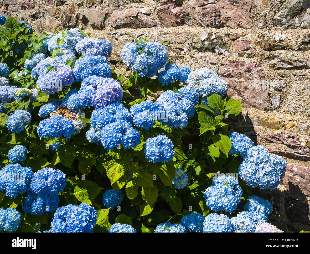 travel to France - traditional hydrangea flowers near outdoor house ...