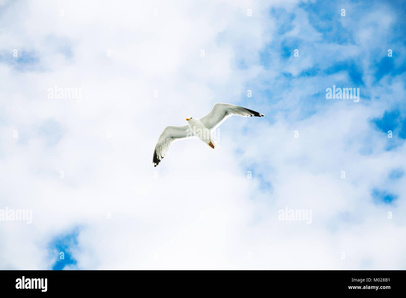 travel to France - seagull hovering in blue sky with white clouds over ...